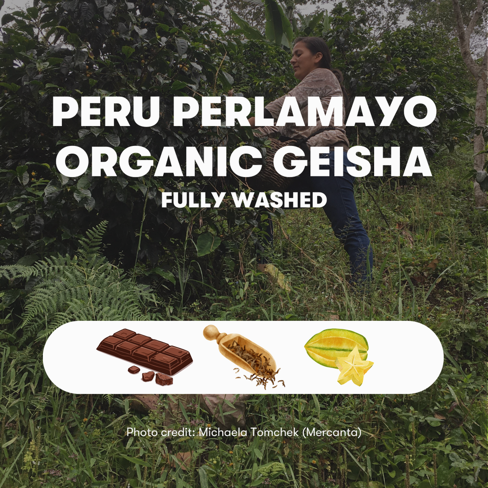 Peru Perlamayo Organic Geisha Fully Washed – Bearded Bella